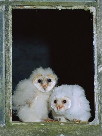 'Barn Owl Chicks in Window Cornwall, UK' Photographic Print - Ross ...