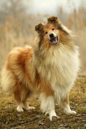 'Rough Collie Dog' Photographic Print | Art.com