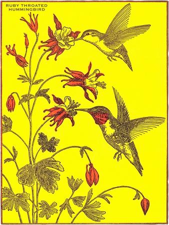 'Ruby Throated Hummingbird' Art Print | Art.com