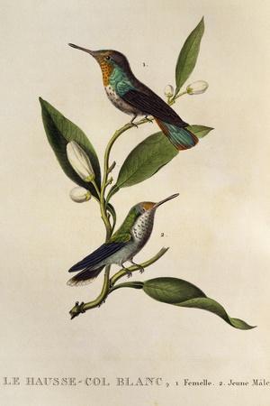 Ruby-Topaz Hummingbird Female and Young Male (Chrysolampis Mosquitus ...