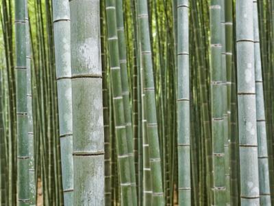 'Bamboo Forest in Sagano' Photographic Print - Rudy Sulgan | Art.com