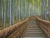 'Sagano Bamboo Forest in Kyoto' Photographic Print - Rudy Sulgan | Art.com