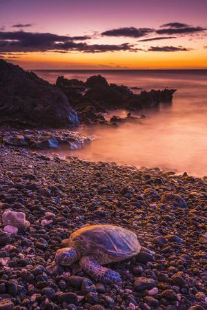 'Hawaiian Green Sea Turtle on a Lava Beach at Sunset, Kohala Coast, the ...