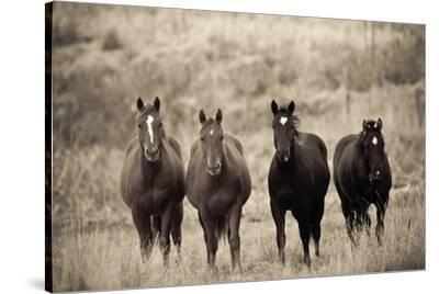 'Steed Study' Stretched Canvas Print - Russell Young | Art.com