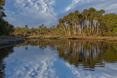 'Sable palms on the Econlockhatchee River, a blackwater tributary of ...