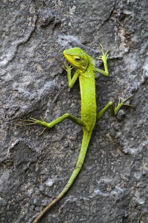 'The Green Lizard Was Clinging to the Wall' Photographic Print - Sadewa ...