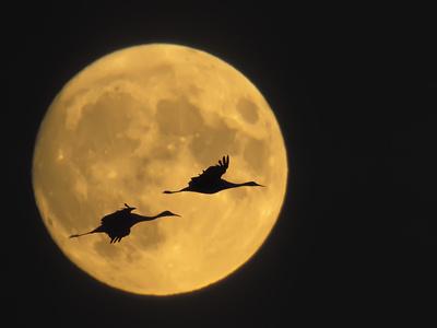 'Sandhill Cranes Flying in Front of Full Moon, Bosque Del Apache ...