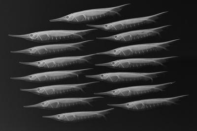'Grooved Razorfish' Art Print - Sandra J. Raredon | Art.com