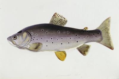 'Watercolour of a Trout, Early 19th Century' Giclee Print - Sarah ...