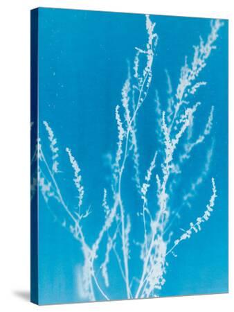 'Meadow' Stretched Canvas Print - Sarah Cheyne | Art.com