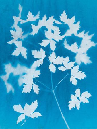 Spray Giclee Print - Sarah Cheyne | Art.com