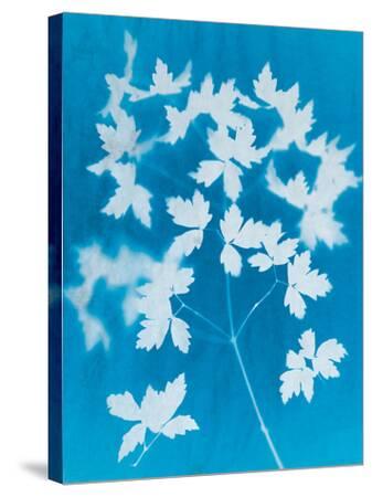 'Spray' Stretched Canvas Print - Sarah Cheyne | Art.com