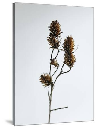Dried Bud - Lean Stretched Canvas Print - Sarah Hart Morgan | Art.com