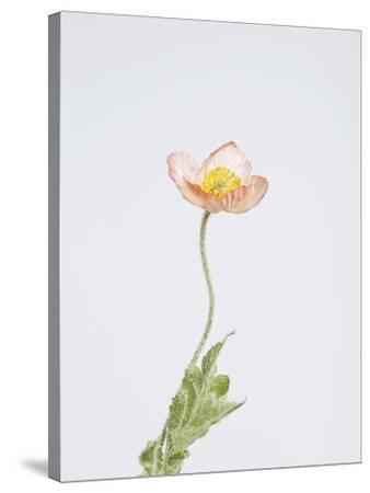 'Single Flourish - Rise' Stretched Canvas Print - Sarah Hart Morgan ...