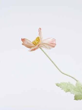 'Single Flourish - Soar' Giclee Print - Sarah Hart Morgan | Art.com