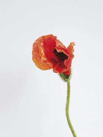 'Singular Poppy - Poise' Giclee Print - Sarah Hart Morgan | Art.com