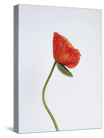 'Singular Poppy - Style' Stretched Canvas Print - Sarah Hart Morgan ...