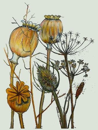 'Dried Seed Heads,2019 (Ink Monoprint)' Giclee Print - Sarah Thompson ...