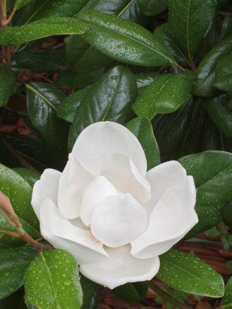 'Saucer Magnolia, Louisville, Kentucky, USA' Photographic Print - Adam ...