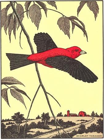 Scarlet Tanager Art Print | Art.com