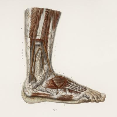'Foot Anatomy, 19th Century Illustration' Photographic Print - Science ...