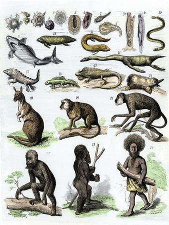 'Sciences: Natural History according to Charles Darwin (Darwinism ...