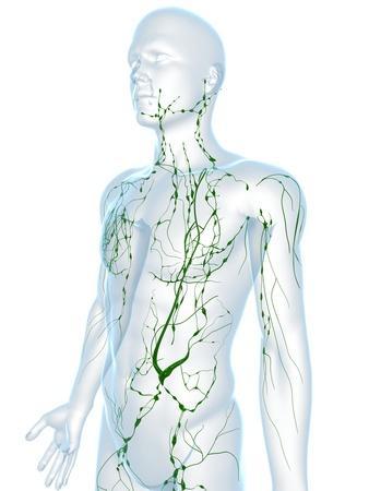 'Lymphatic System, Artwork' Photographic Print - SCIEPRO | Art.com