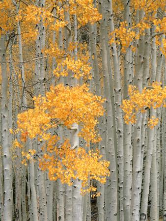 Aspen Grove, Fish Lake Plateau Near Fish Lake National Forest, Utah ...