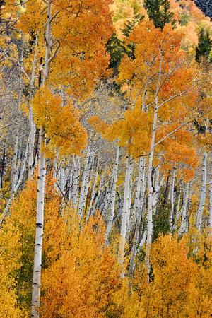 'Aspen trees in autumn. Fishlake National Forest, Utah, USA ...