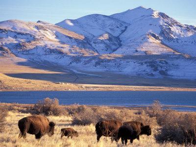 'Bison above Great Salt Lake, Antelope Island State Park, Utah, USA ...