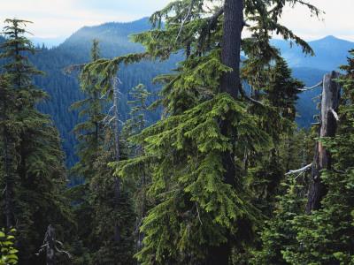 'Old Growth Forest, Cascade Mountains, Opal Creek Wilderness ...