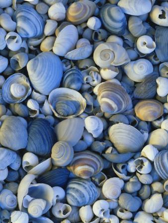 'Shells of Freshwater Snails and Clams on Shore of Bear Lake, Utah, USA ...