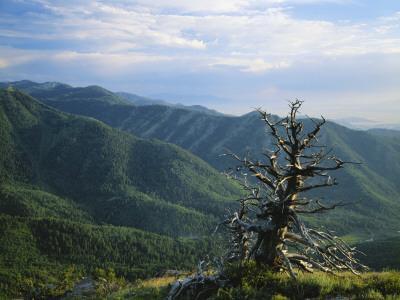 'Twisted Tree in Lush Landscape, Bear River Range, Cache National ...