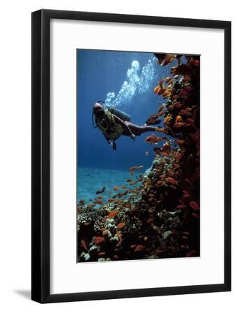 'Sea Goldie Fish And a Scuba Diver' Photographic Print - Peter Scoones ...