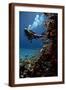 'Sea Goldie Fish And a Scuba Diver' Photographic Print - Peter Scoones ...