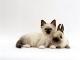 'Seal-Point Birman Kitten with Baby Seal-Point Netherland Dwarf Rabbit ...