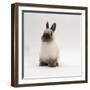 'Seal-Point Netherland Dwarf Male Rabbit' Photographic Print - Jane ...