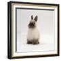 'Seal-Point Netherland Dwarf Male Rabbit' Photographic Print - Jane ...