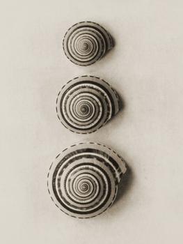 'Seashells' Photographic Print - Graeme Harris | Art.com
