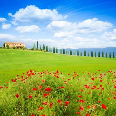 'Red Poppy Flowers in Tuscany Landscape, Italy' Photographic Print ...