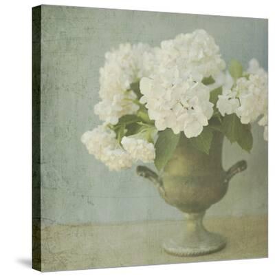 'White Hydrangeas' Stretched Canvas Print - Shana Rae | Art.com