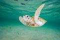 'Green sea turtle swimming over sandy seabed in shallow water, Bahamas ...