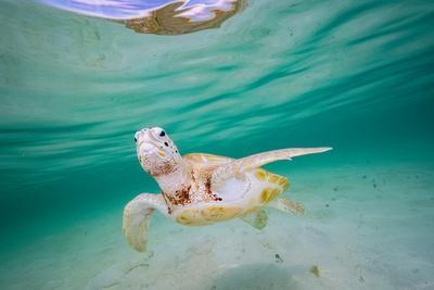 'Green sea turtle swimming over sandy seabed in shallow water, Bahamas ...