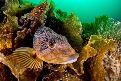 'Kelp greenling resting on bed of kelp, Alaska, USA' Photographic Print ...