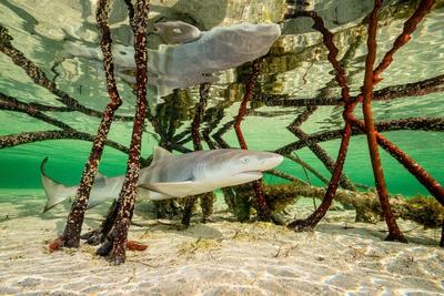 'Lemon shark pup swimming through roots of Red mangrove tree, Bahamas, Caribbean Sea ...