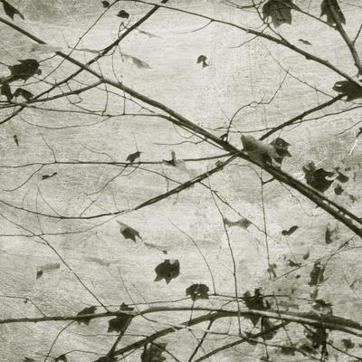 'Laced Sky IV' Art Print - Sharon Chandler | Art.com