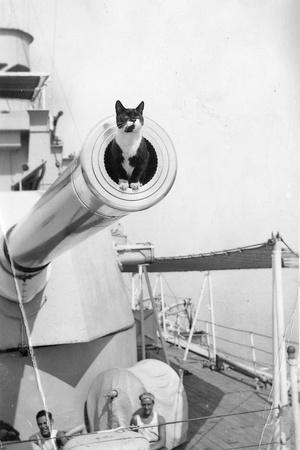 Ship's Cat on HMS Cornwall, stationed at China, 18th February 1933 (b/w ...