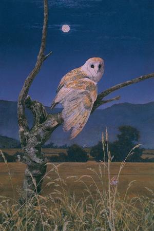 'Barn Owl' Giclee Print - Simon Cook | Art.com