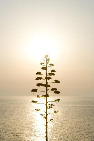 'Tree, Sunset (Backlit)' Photographic Print - Simon Plant | Art.com