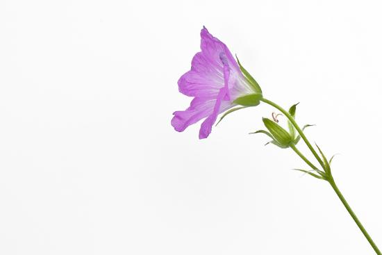 Single Flower White Background Image | Best Flower Site